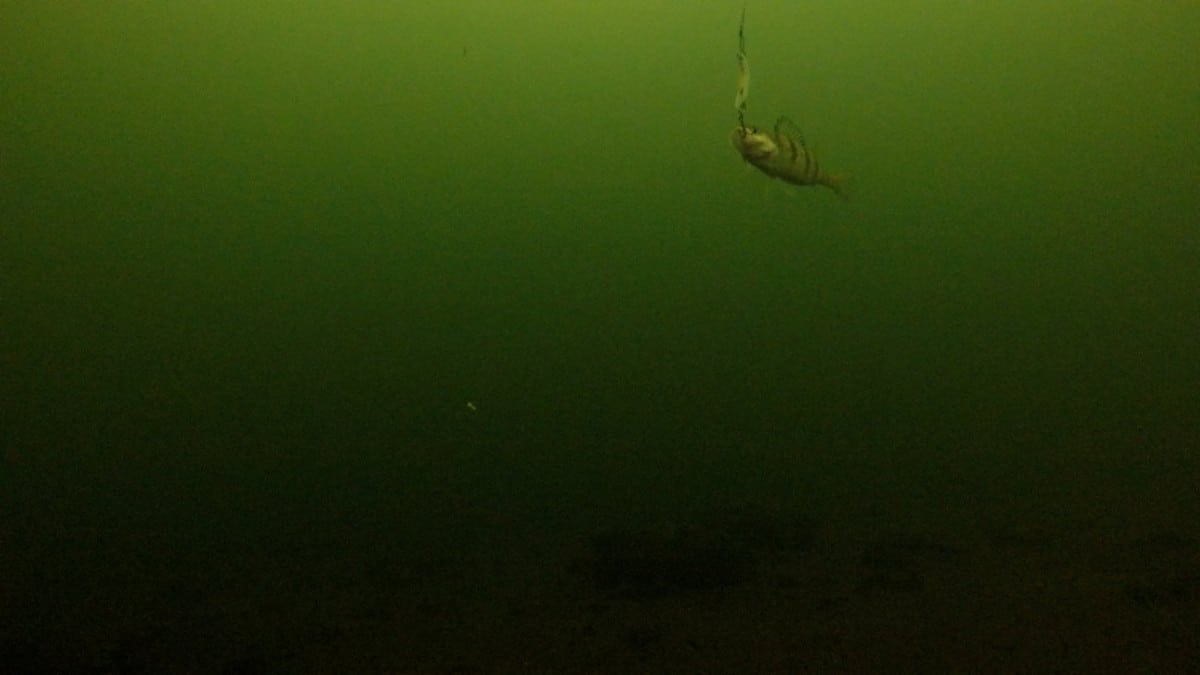 perch bite