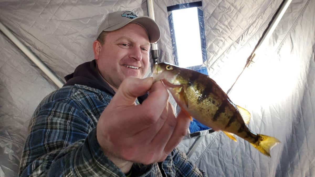 Reggie with a perch