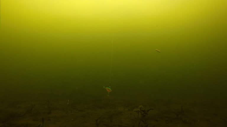 Spot #1 underwater