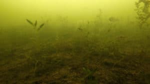 Spot #3 underwater